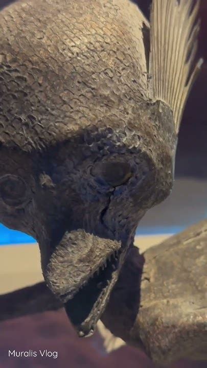 கடல் கன்னிய பார்த்திருகீங்களா இப்படி தான் இருக்கும் Mermaid Shorts Sea Tamil