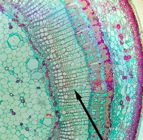 Microscope Plant Cell Real Cell Wall Description Properties
