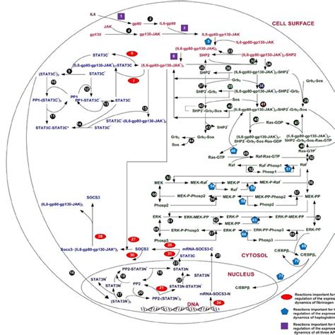 Extension Of An Existing Interleukin 6 Il 6 Signal Transduction Model