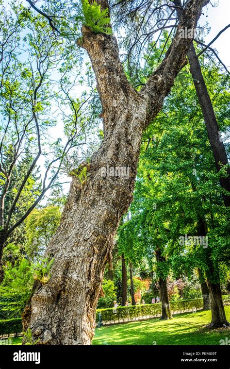 The Trunk Of A Tree Splitting Into Two At Garden In Seville Spain The Trunk Of A Tree Splitting Into Two At Garden In Seville Spain