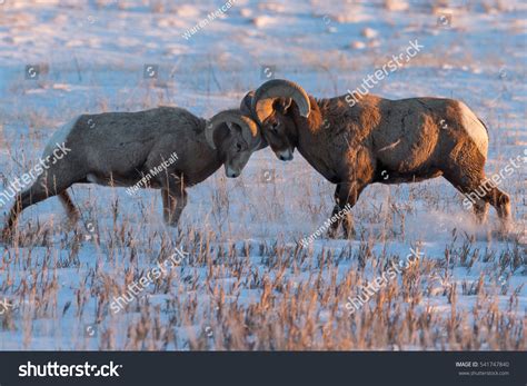Bighorn Sheep Fighting