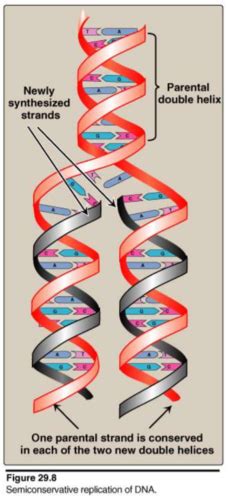 Dsa Dna Synthesis Part I Flashcards Quizlet