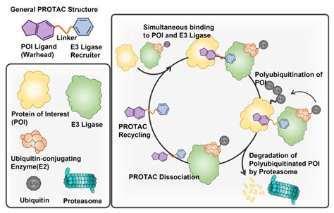 Structure And Specific Moa Of Protacs Protac Has A Structure In Which Download Scientific