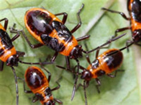 カメムシの幼虫図鑑マダラナガカメムシ科他