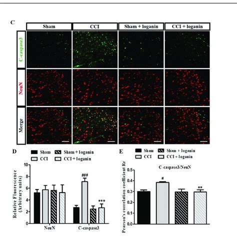 Effects Of Loganin 5 Mgkgday Ip On Cci Impaired Autophagic Flux