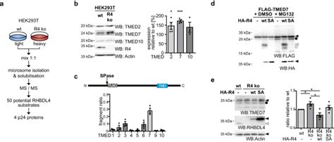 Rhbdl4 触发 Copii 接头蛋白 Tmed7 下调抑制 Tlr4 介导的炎症信号传导 Nature Communications X Mol