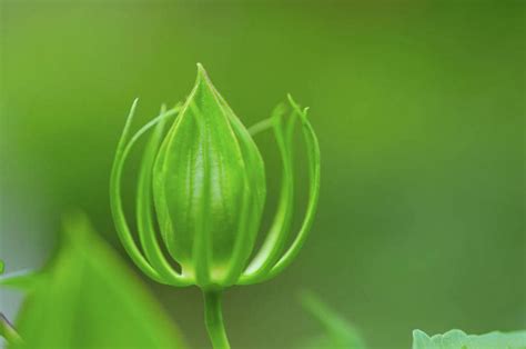 无人横图室外特写白天正面美景叶子朦胧模糊盛开景观秋葵绿叶花蕾花花瓣花朵鲜花自然花苞花蕊嫩叶景色