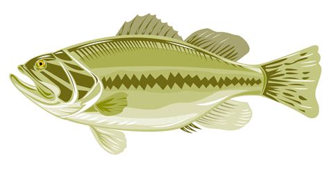 Black Sea Bass Side View 13790113 Png