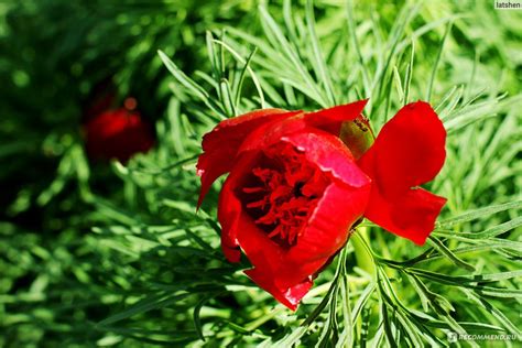 Пион тонколистный (пион узколистный) Paeonia tenuifolia - «Цветочек ...