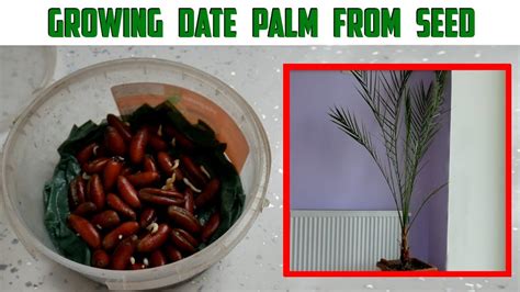 How To Grow A Date From A Seed At Jeremy Shields Blog