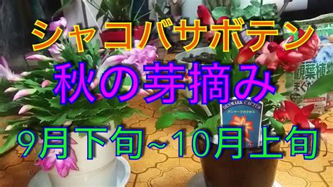 シャコバサボテン秋の芽摘み YouTube