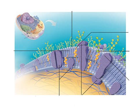 Art Labeling Activity Figure 4 2 Diagram Quizlet