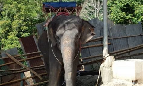 Слониха убила хозяина и спрятала его тело под ветками