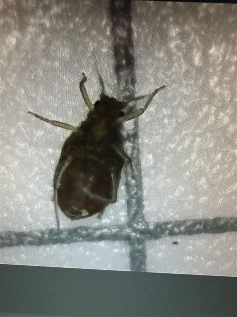 Aphid Identification R Whatsthisbug