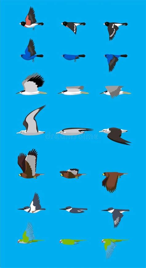 Various Bird Flying Sequence Cute Cartoon Vector Illustration Grosbeak Bunting Heron Albatross