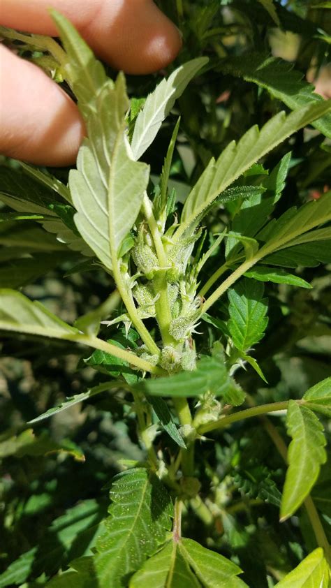 Cannabis Sex Question Album On Imgur