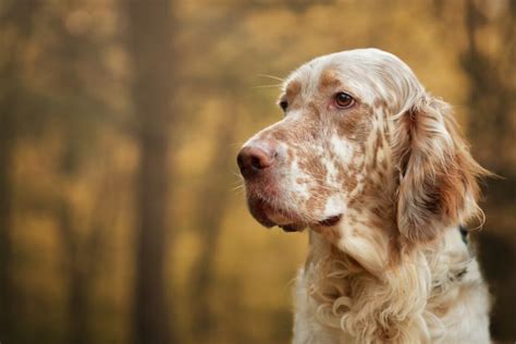 Teacup Poodle Myths Vs Facts Debunking Common Misconceptions Seeker
