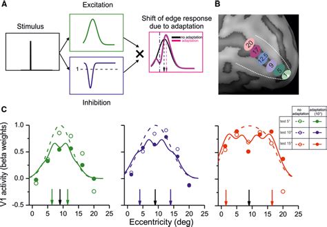 adaptation effect and its simulation by gain normalization as a