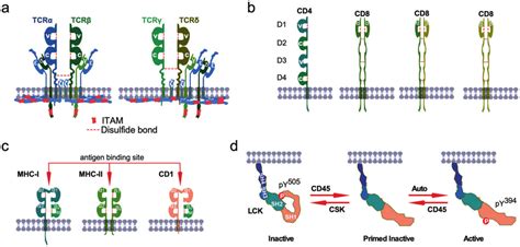 Tcr Components A Tcrα Tcrβ And Tcrγ Tcrδ Heterodimers Form Complexes Download Scientific