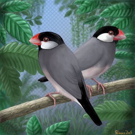 Java Sparrows In Aviary Java Sparrow Beautiful Birds