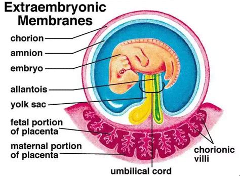 Extraembryonic Membranes Types Of Extraembryonic Membranes