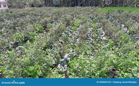 cropping system and intercropping in west java indonesia stock image
