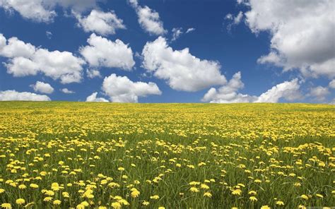 Flower Field Desktop Wallpapers Top Free Flower Field Desktop