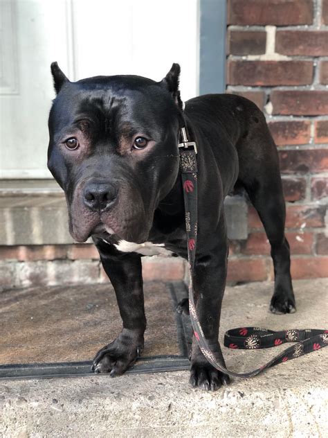 Accurate R Americanbully