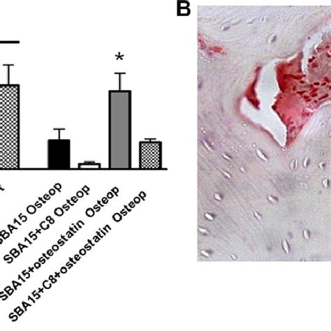 Runx2 Immunostaining In The Implant Bone Interface Within A Cavitary Download Scientific