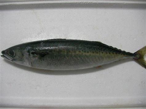 鯖魚 富氏金帶花鯖 Yahoo奇摩拍賣
