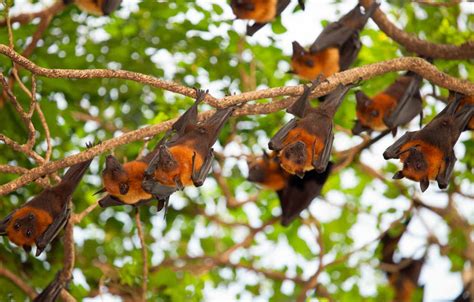 Biodiversity Net Gain And Its Impact On Bat Species