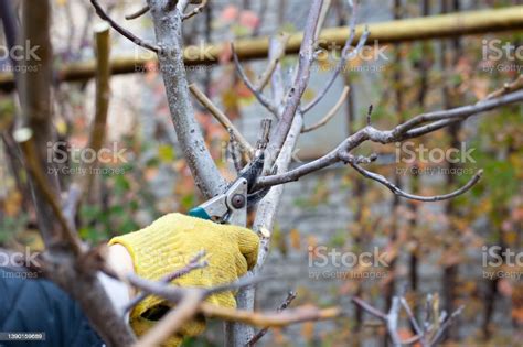 나뭇잎이없는 나무 가지치기 한가을에 정원에서 백인 가지치기를 하는 호두 가지를 가지치기로 가위를 치우는 원예 장갑을 끼고 손을 클로즈업합니다 가지치기에 대한 스톡 사진 및