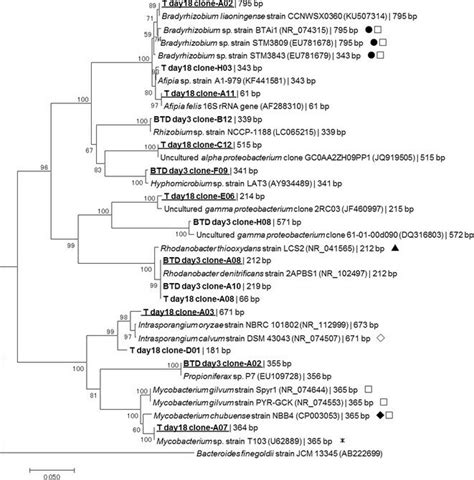 Phylogenetic Tree Showing The Relationships Between Bacterial 16s Rrna Download Scientific