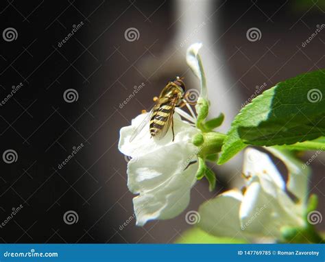 Avispa Joven En Un Manzano De La Flor Imagen De Archivo Imagen De Dulzura Manzana 147769785