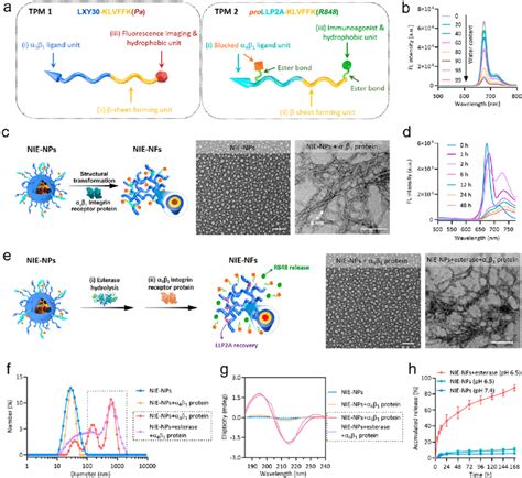 Assembly And Fibrillar Transformation Of The Programmable Bispecific Download Scientific