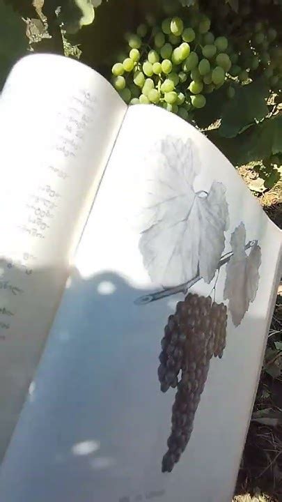 ჩვენი საფერავის ყურძენი Youtube