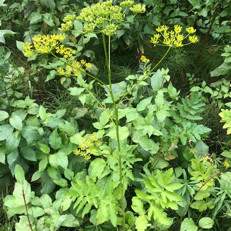 How To Control Wild Parsnip