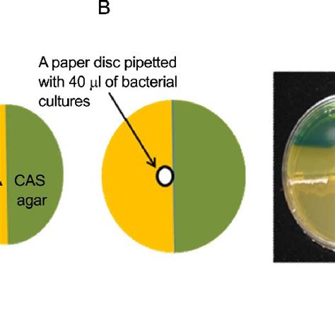 Pdf Functional Analysis Of Bacillus Subtilis Isolates And Biological Control Of Red Pepper