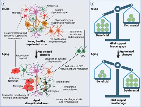 Microglia And Astrocytes