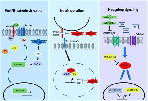Microrna Mediated Regulation Of Cancer Stem Cell Signaling Networks