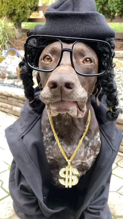 Собака в очках и шляпе с долларом на ошейнике