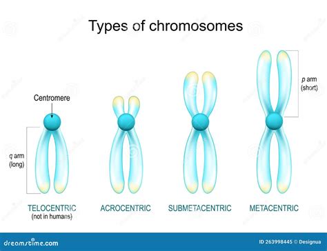 Types Of Chromosomes Chromosomes With Glowing Effect On White Background Stock Vector