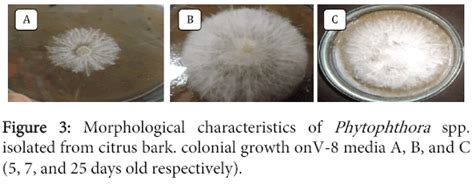 Assessing And Measuring Of Citrus Gummosis Phytophthora Spp In