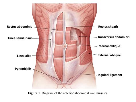Abdomen Anterior Muscle Role Of High Resolution Ultrasound In The