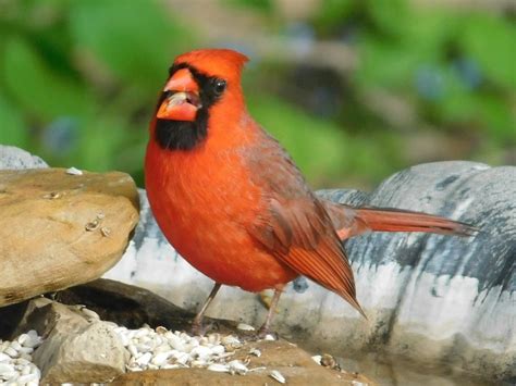 Northern Cardinal Northern Cardinal Cardinalis Cardinalis Our