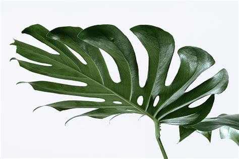 많은 백색 다른 열 대 텍스처 녹색 잎 배경 자연 미술 엽서 신선한 여름 몬스 테라 패턴 0명에 대한 스톡 사진 및 기타 이미지 0명 계절 깨끗한 Istock