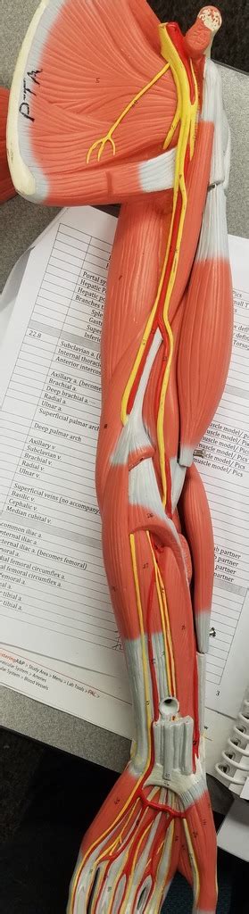 Lab 22 Upper Limb Model 1 Diagram Quizlet