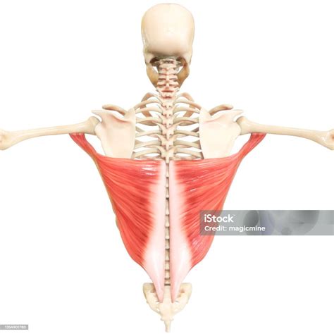 Fotografii De Stoc Cu Sistemul Muscular Uman Torsului Muschii Latissim
