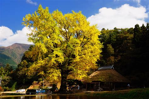 金言寺の大イチョウ② by ka zu ID6151533 写真共有サイト PHOTOHITO