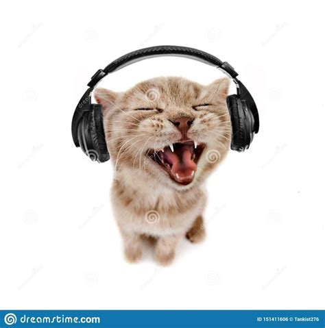 Котенок слушает музыку в наушниках Стоковое Фото изображение насчитывающей изоляция наушник